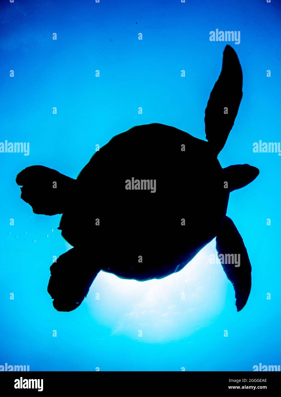 Sea Turtle Poaching High Resolution Stock Photography and Images - Alamy