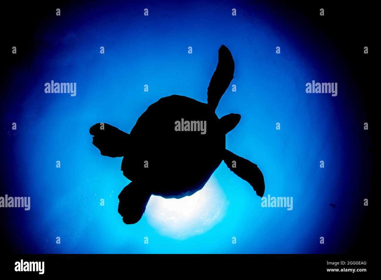 Sea Turtle Poaching High Resolution Stock Photography and Images - Alamy
