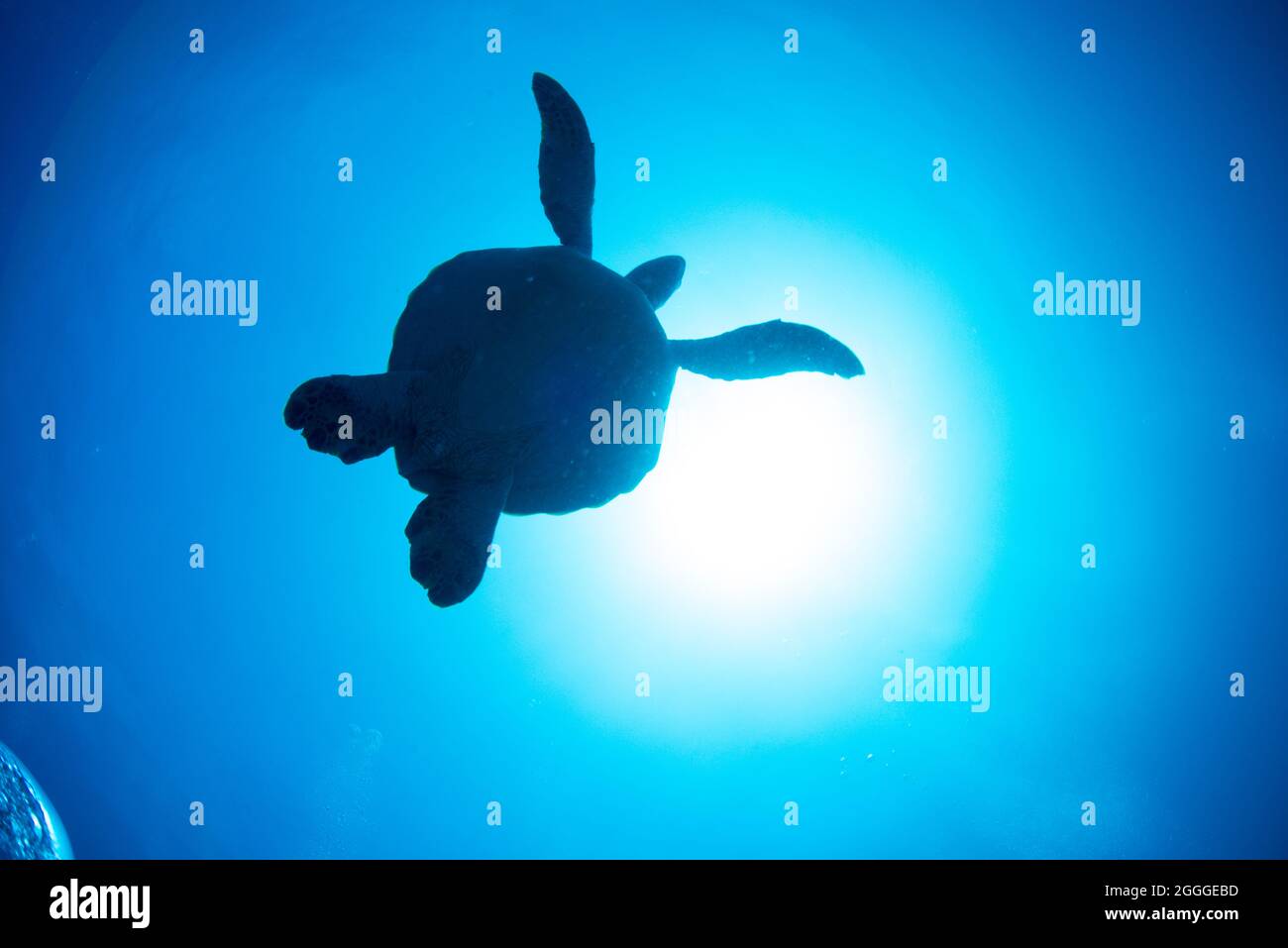 Sea turtle poaching hi-res stock photography and images - Alamy
