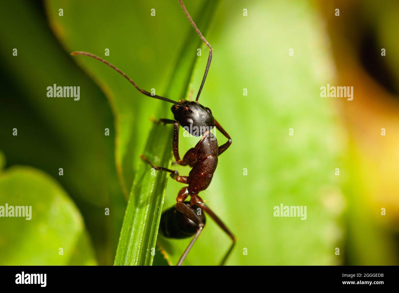 Black ant climbing on a green grass blade in the meadow Stock Photo - Alamy