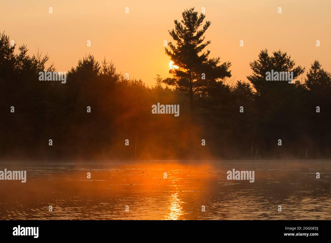 Rising sun behind treetops hi-res stock photography and images - Alamy
