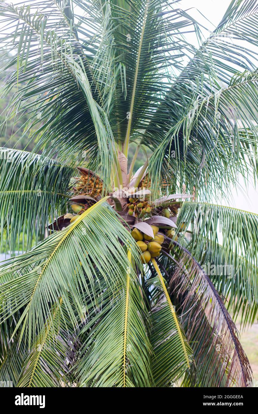 fresh coconut on the tree, coconut cluster on coconut tree Stock Photo ...