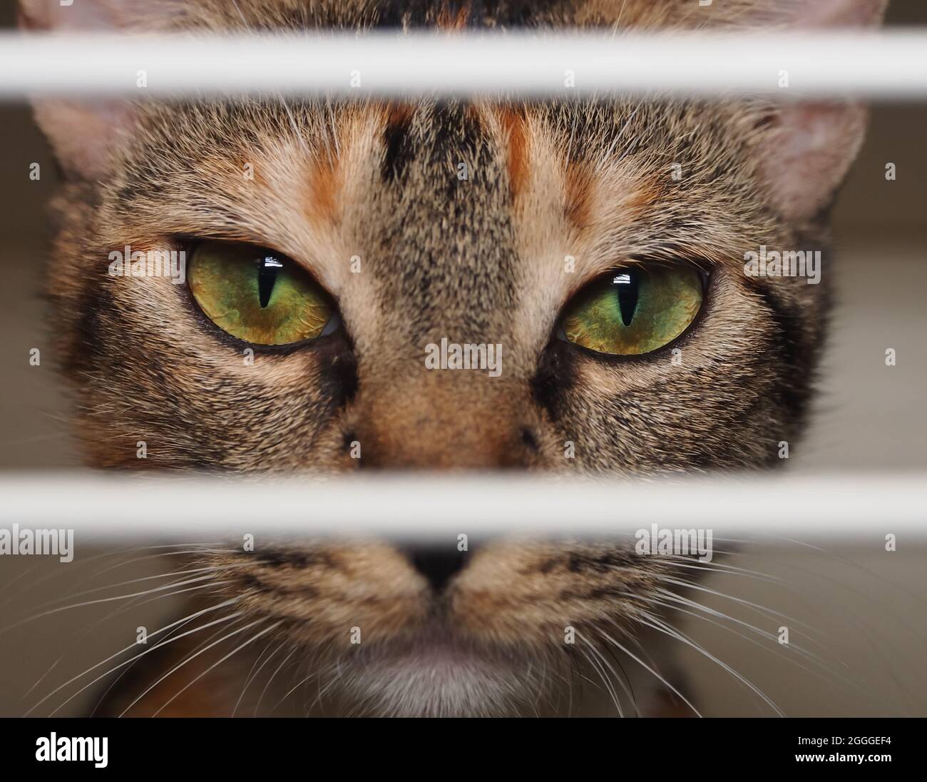 Close-up of cat in shelter with beautiful green-gold metallic eyes ...