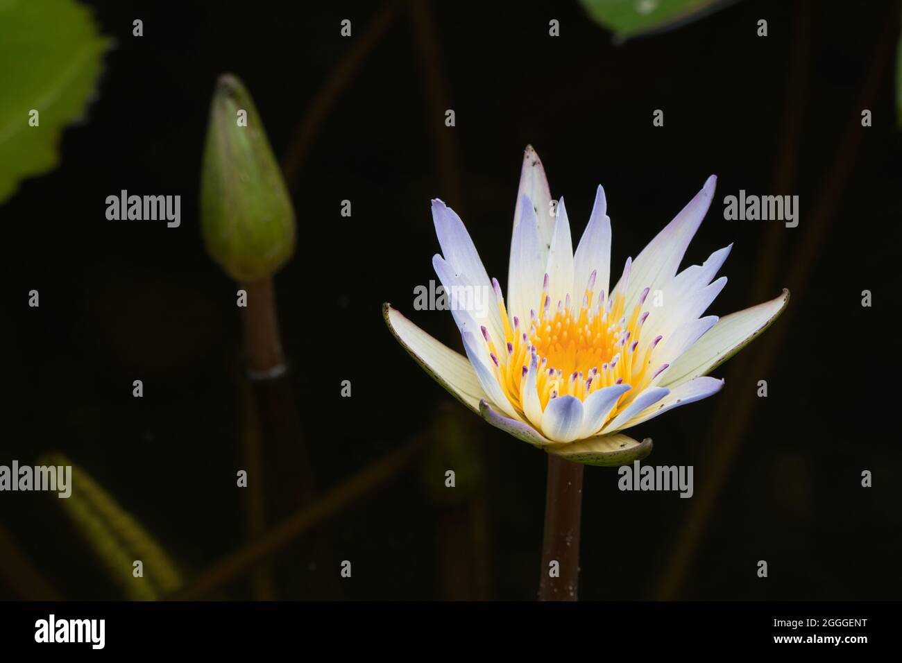 Lily pads in flower hi-res stock photography and images - Alamy