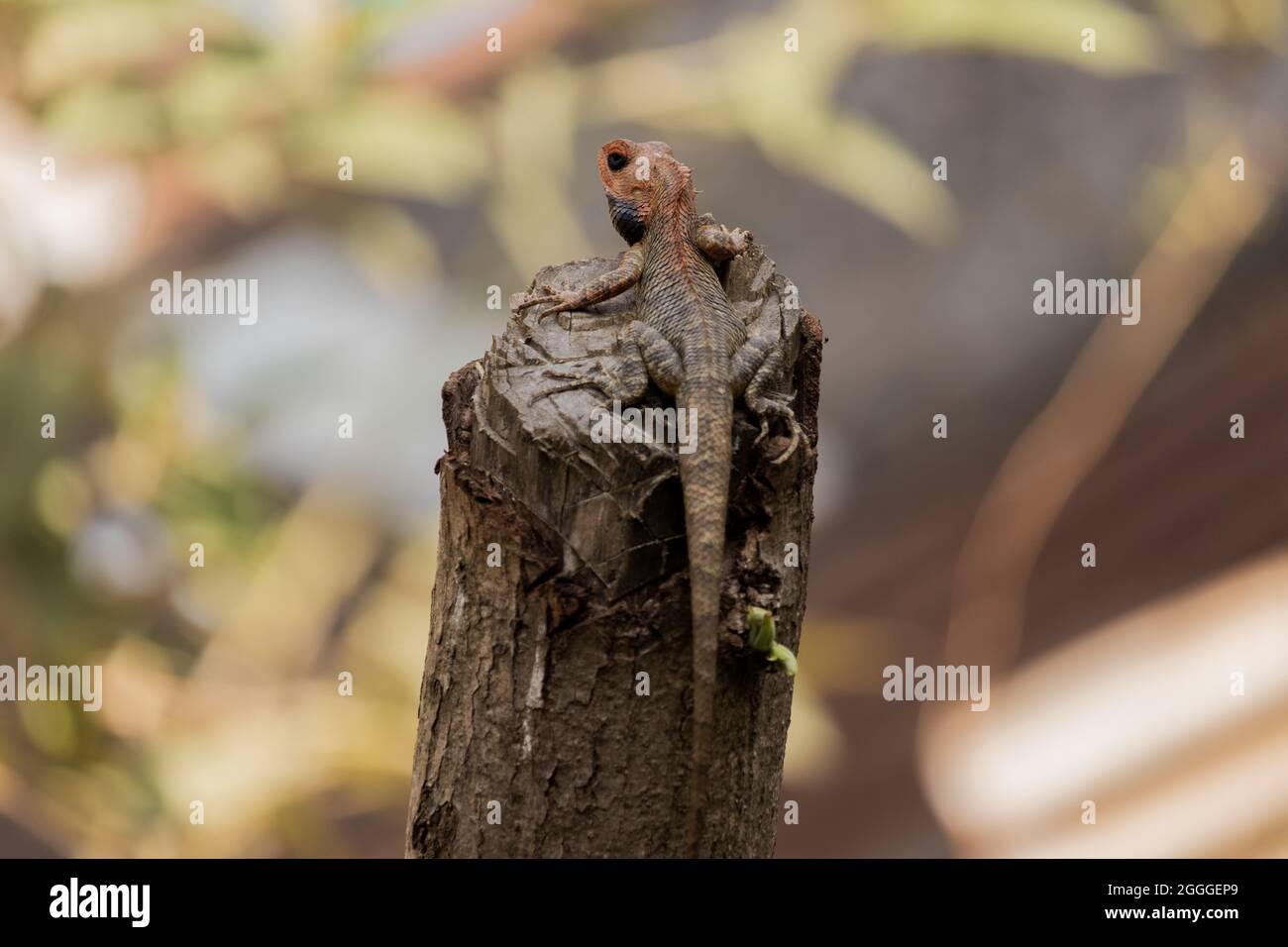Lizard nepal reptile wildlife hi-res stock photography and images - Alamy