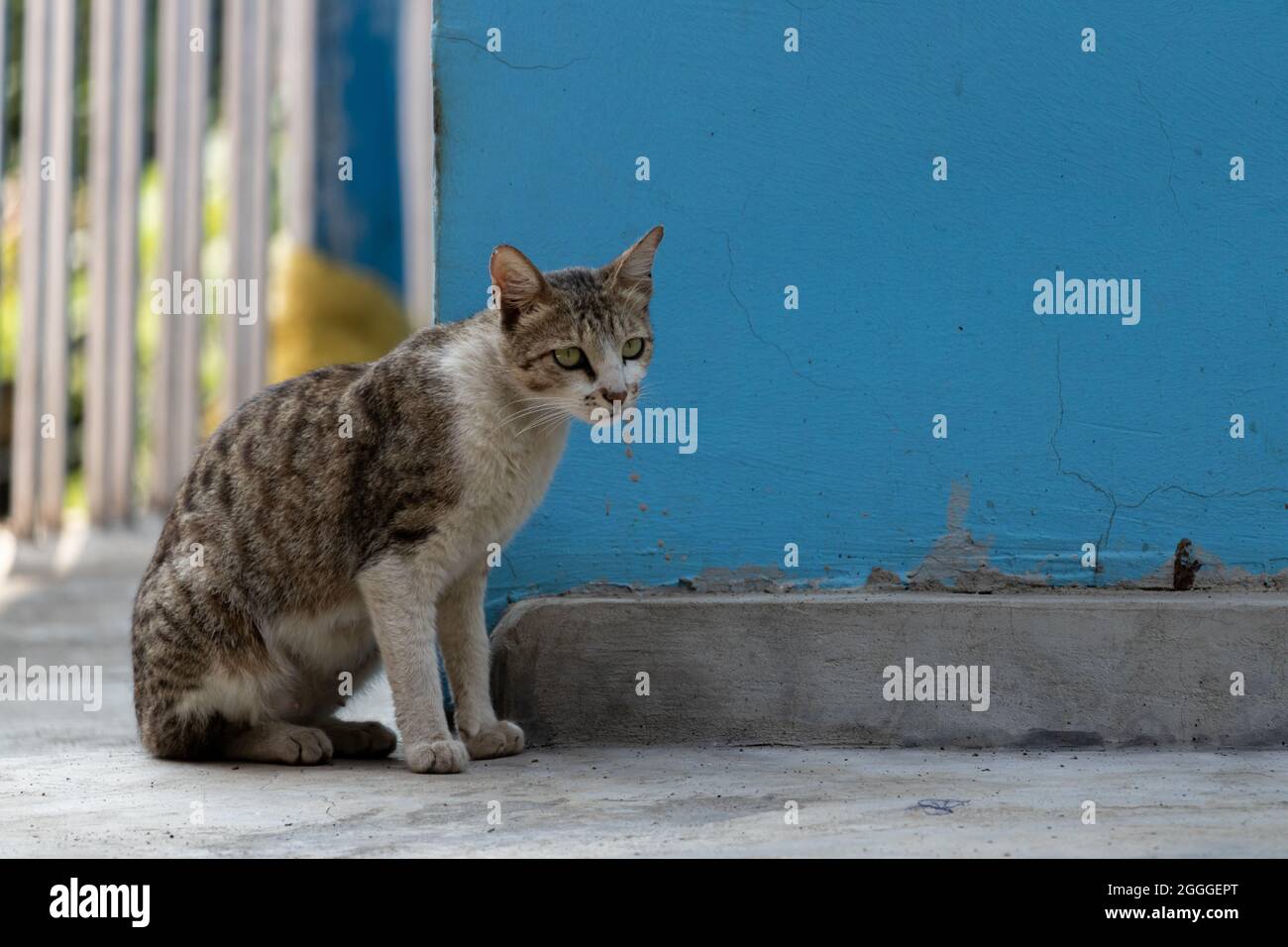 A cat searching for its prey in the bright sunlight Stock Photo - Alamy