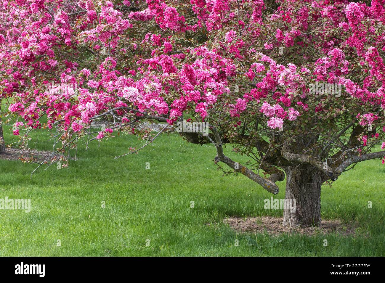 Flowering crab apple tree with pink blossoms in a park. Close crop ...