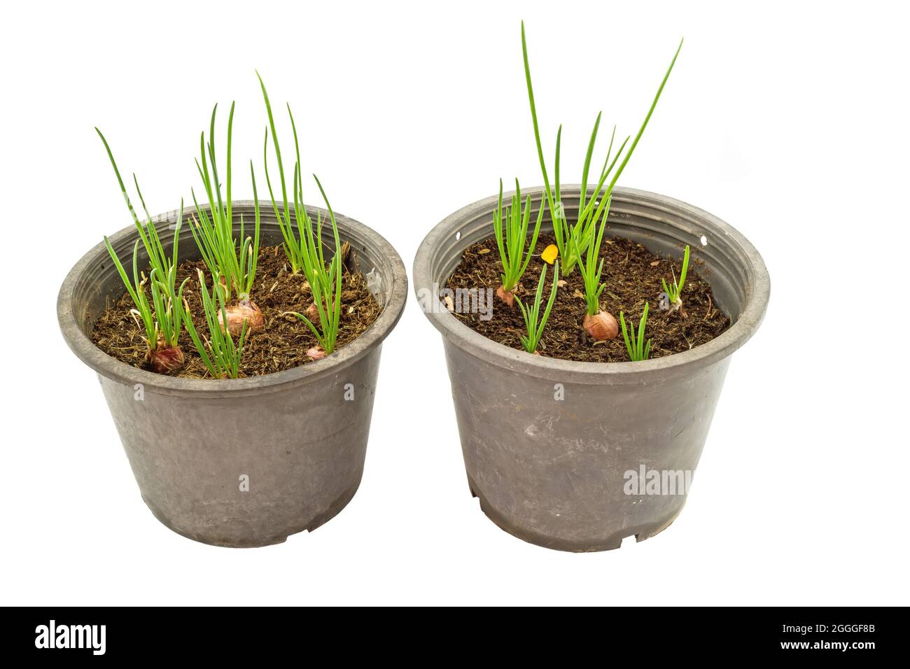 Young plant of onion growing in pot on white background Stock Photo - Alamy