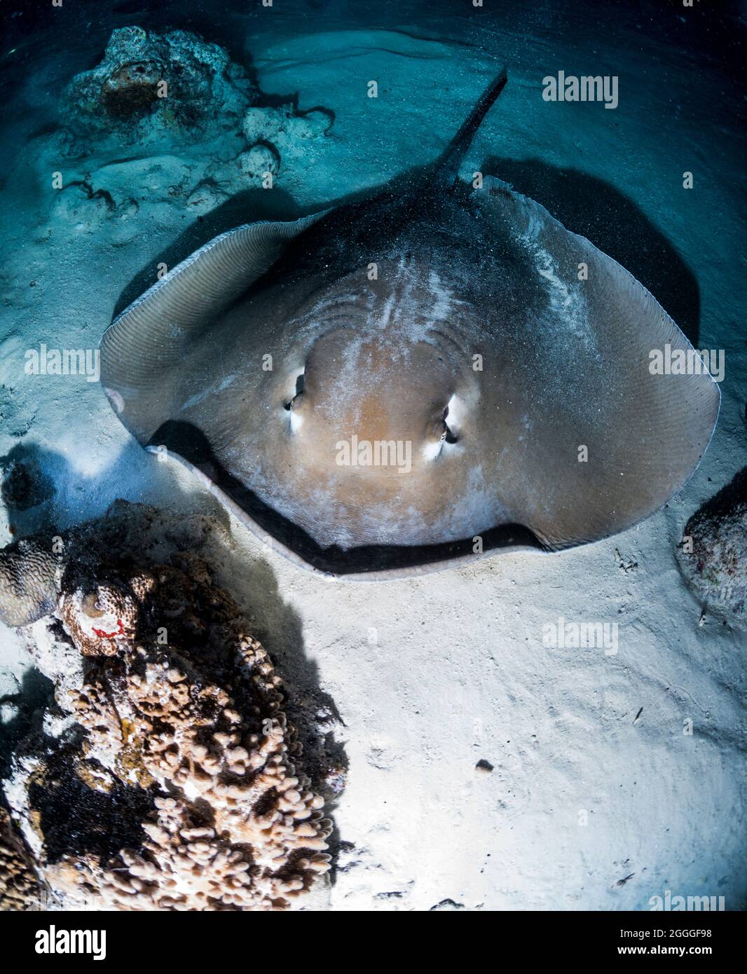 Marine ray stingray southern hi-res stock photography and images - Alamy