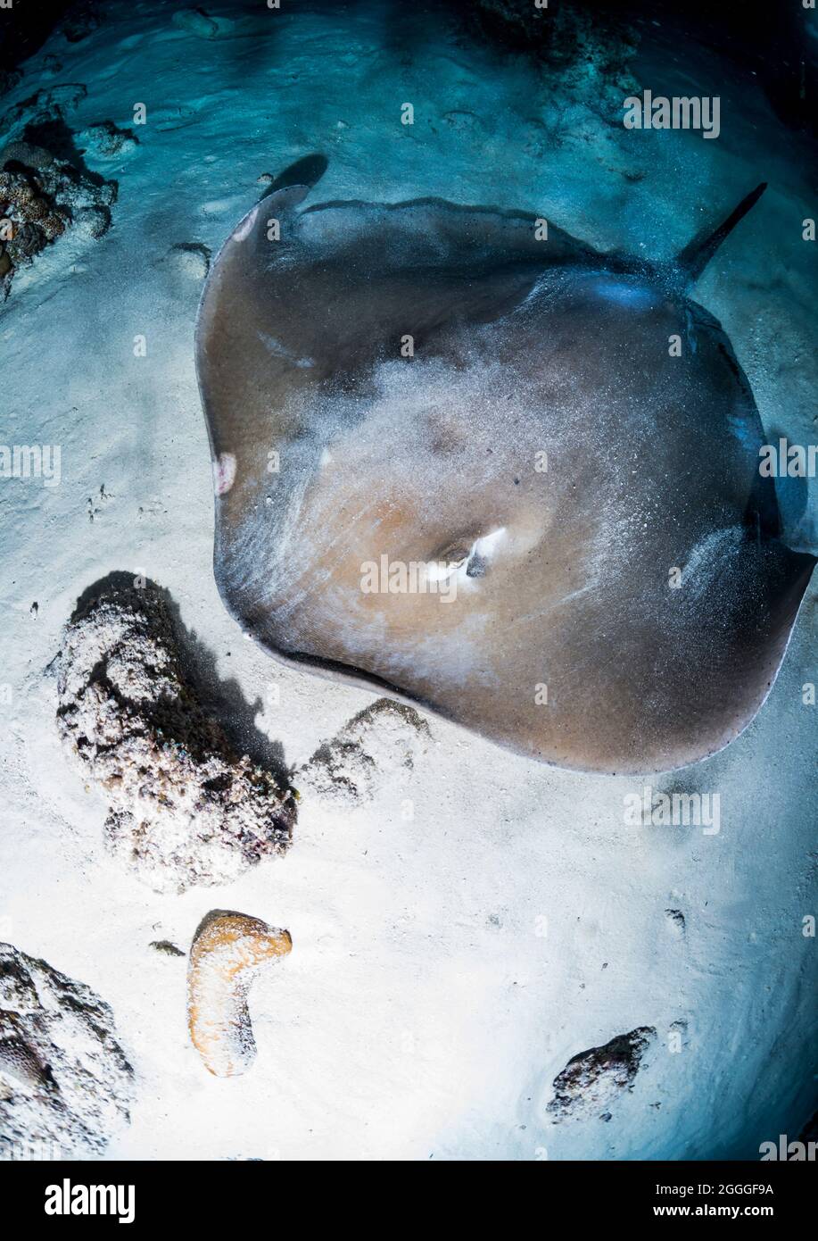 Stingray city bahamas hi-res stock photography and images - Alamy