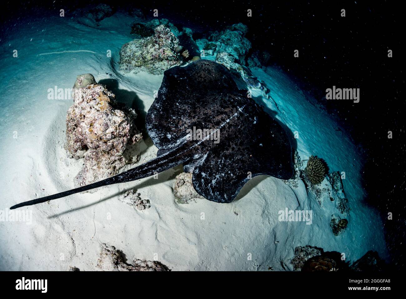 Night diving hi-res stock photography and images - Alamy