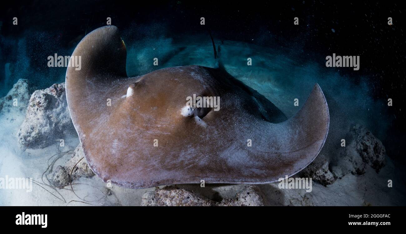 Atlantic Stingray High Resolution Stock Photography and Images - Alamy