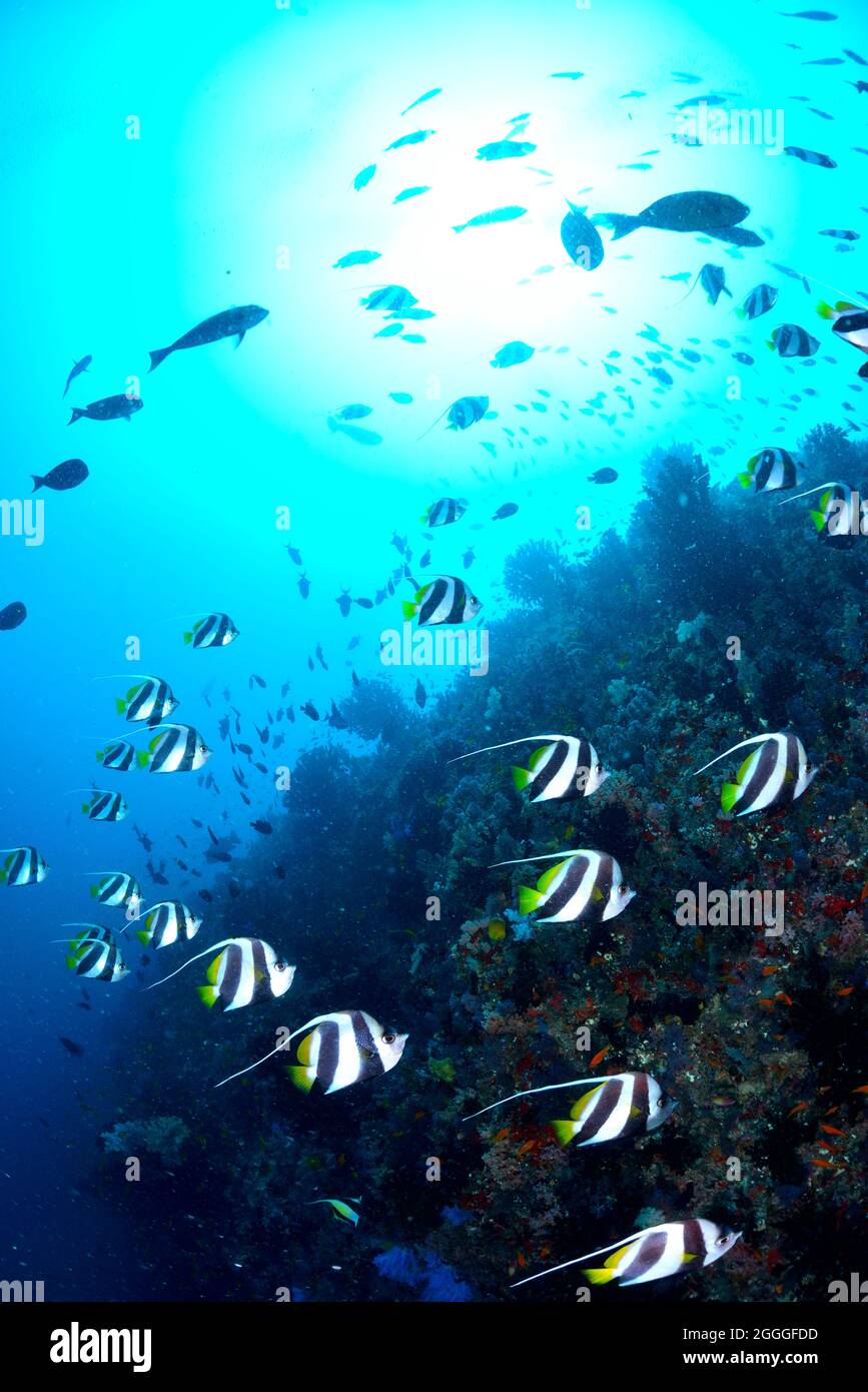 Banner fish maldives hi-res stock photography and images - Alamy
