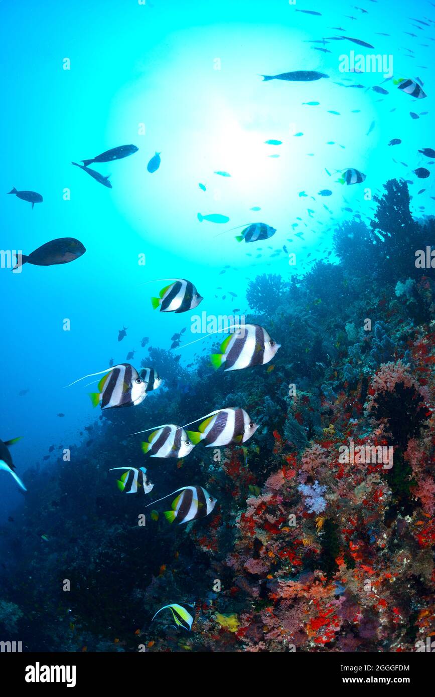 Banner fish maldives hi-res stock photography and images - Alamy