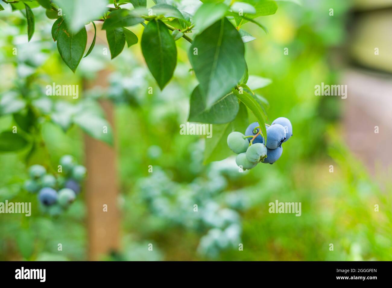 A beautiful bunch of green unripe blueberries growing close-up on a ...