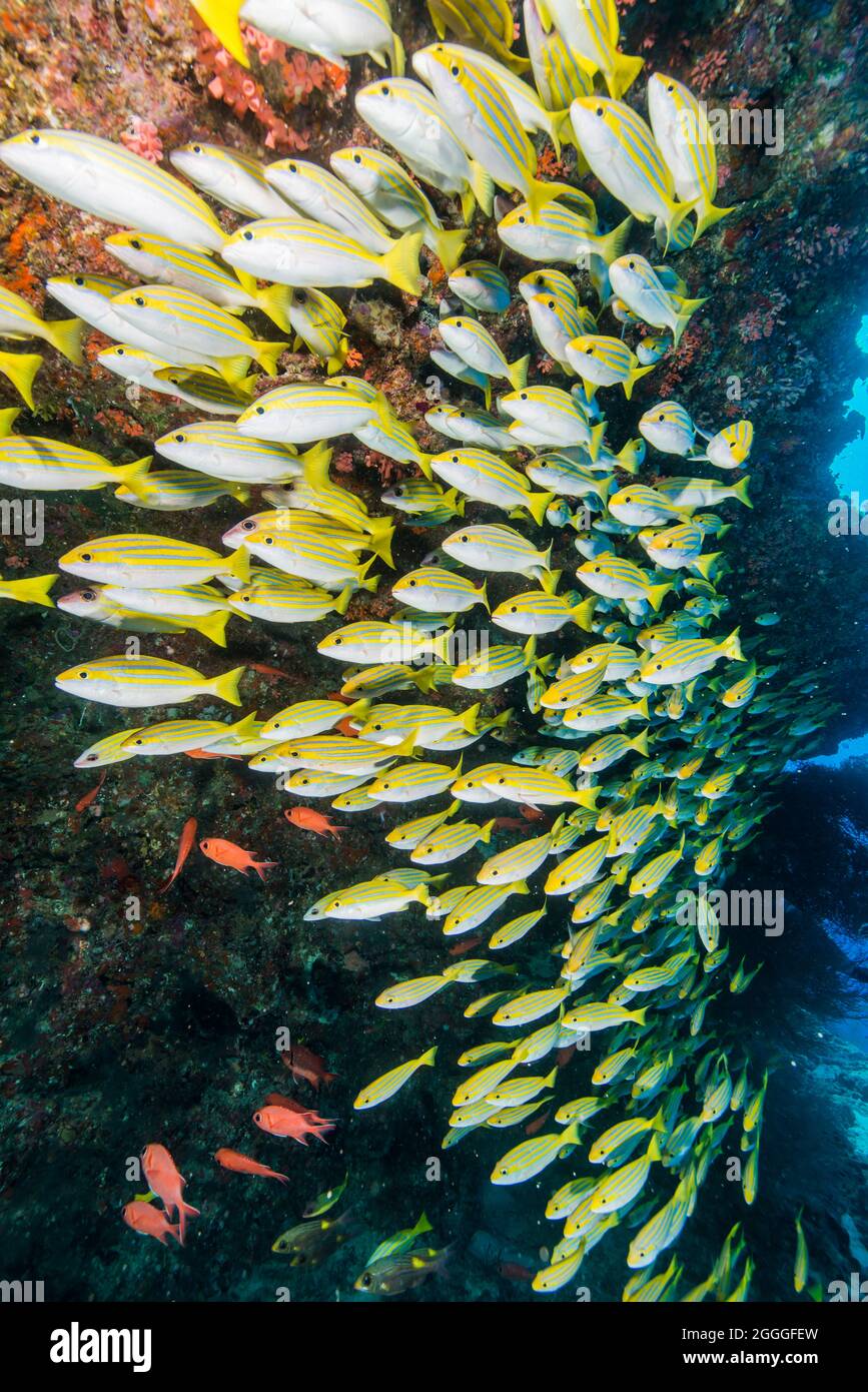 Hard coral with school of sea goldie fish hi-res stock photography and ...