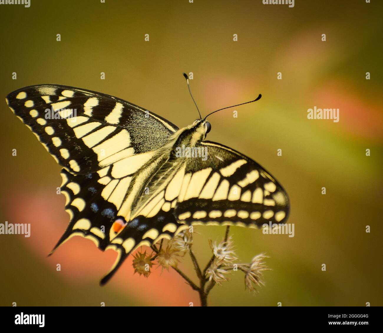 beauty on leaf. common yellow swallowtail butterfly (papilio machaon Stock Photo - Alamy