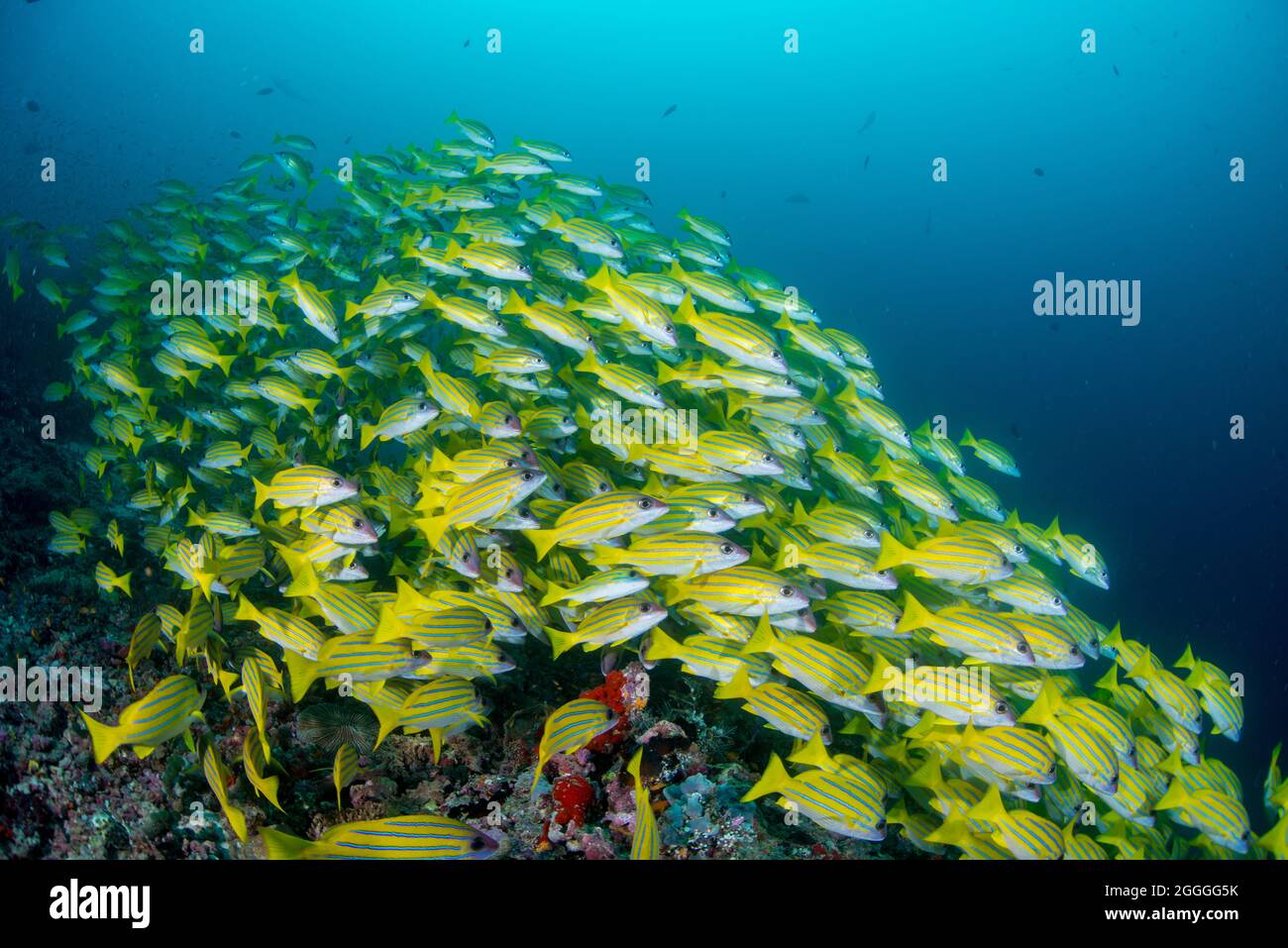Blue banded snapper Stock Photo - Alamy