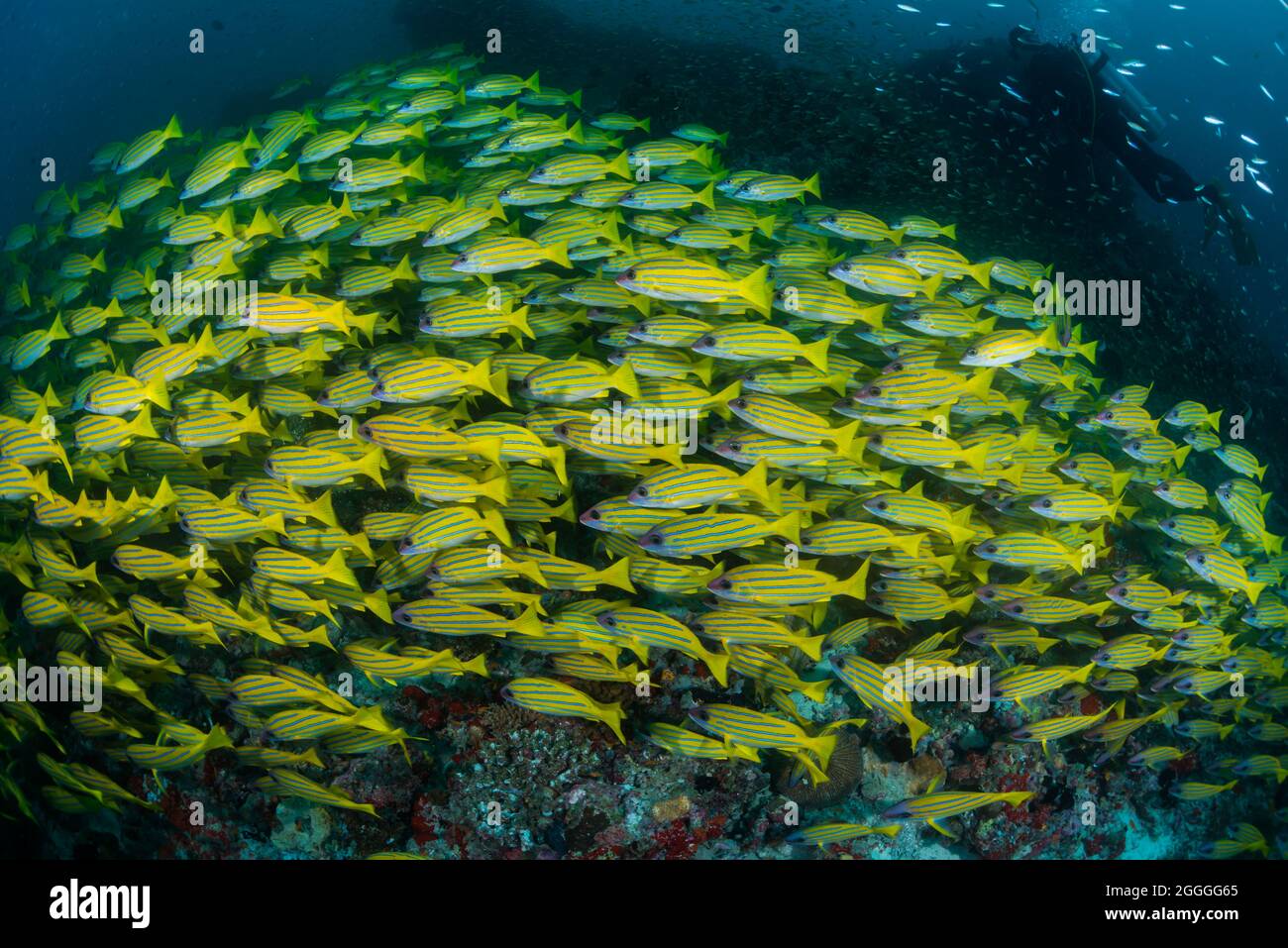 Red snapper diving hi-res stock photography and images - Alamy