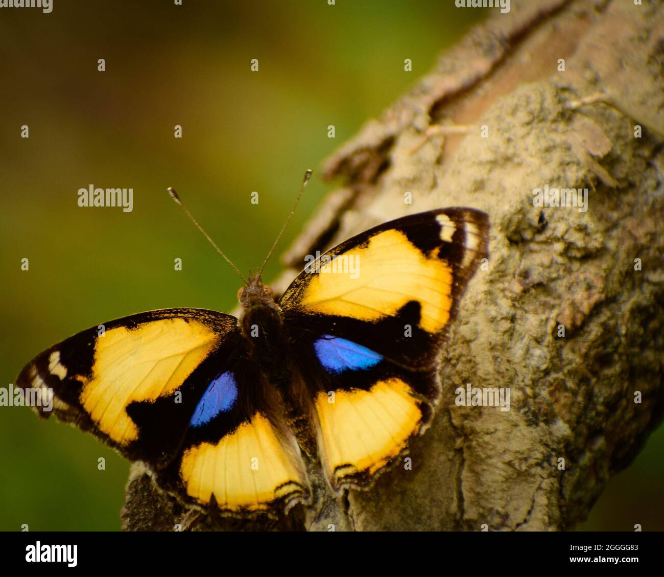 Yellow spotted moth hi-res stock photography and images - Alamy