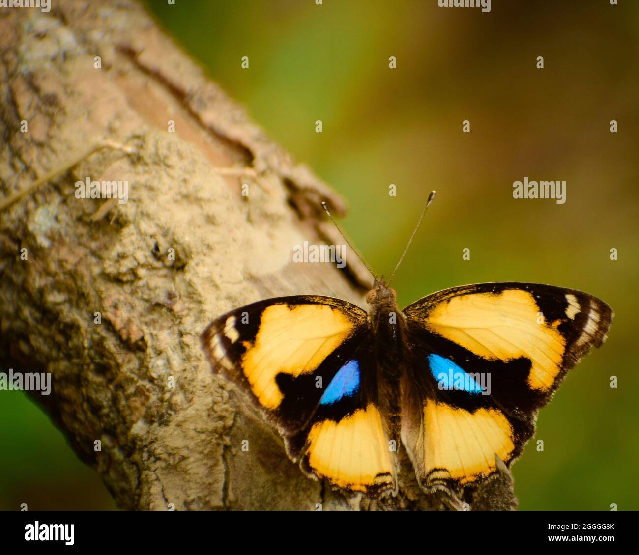 Nymphalid butterfly hi-res stock photography and images - Alamy