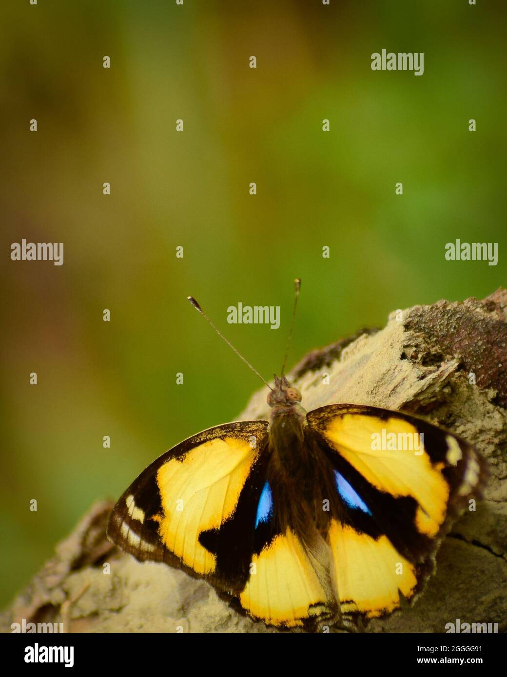 Yellow spotted blue butterfly hi-res stock photography and images - Alamy