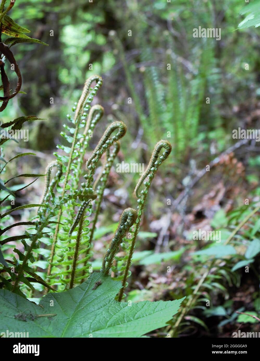 Fiddleneck High Resolution Stock Photography and Images - Alamy