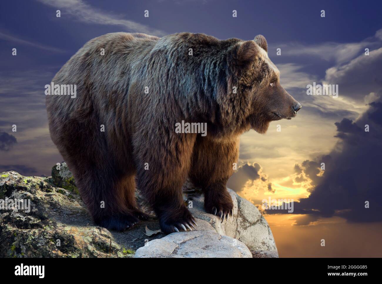 bear on rock against sunset Stock Photo - Alamy