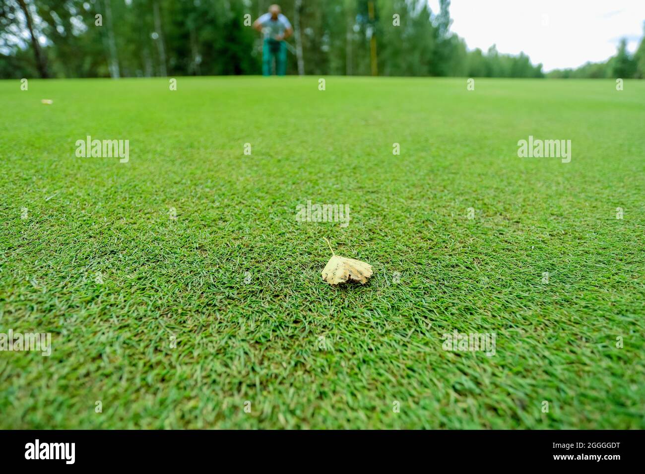 Fresh green grass background turf a top view. High quality photo Stock ...