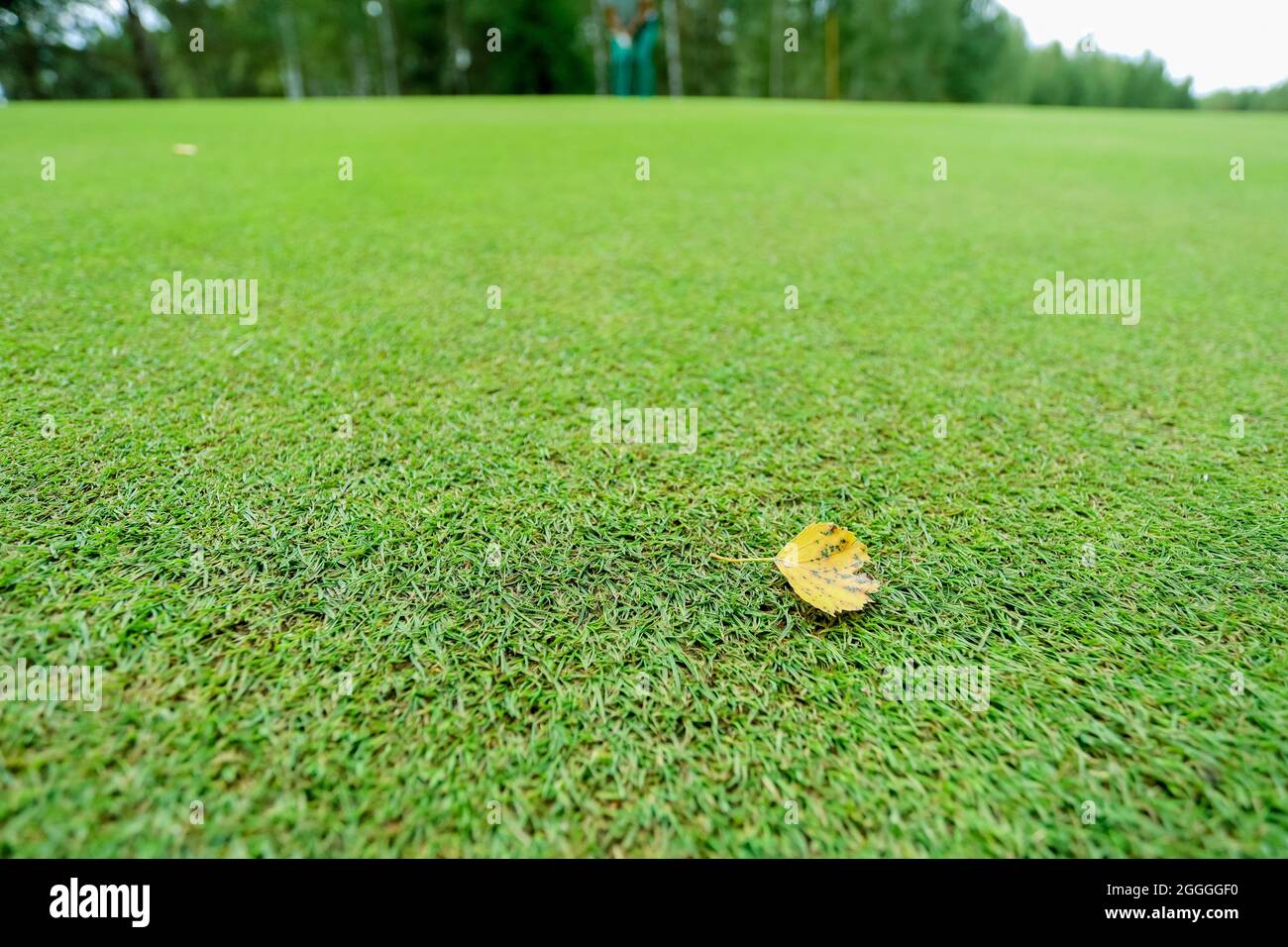 Fresh green grass background turf a top view. High quality photo Stock ...