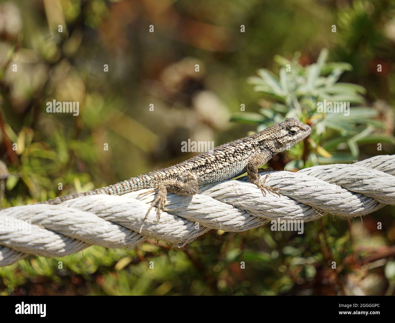 Lizard sunning itself on length of white rope Stock Photo - Alamy