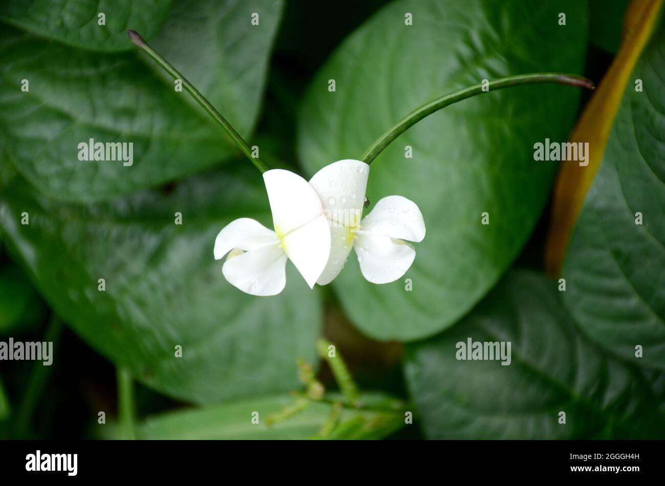 closeup the cow pea pulse white flower with green leaves and vine over ...