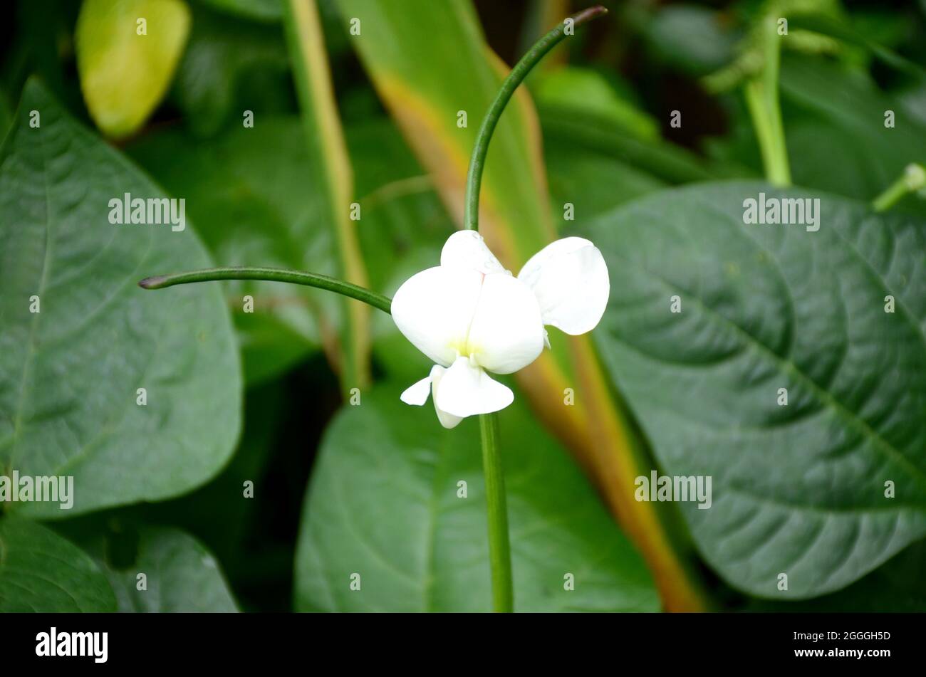 closeup the cow pea pulse white flower with green leaves and vine over ...