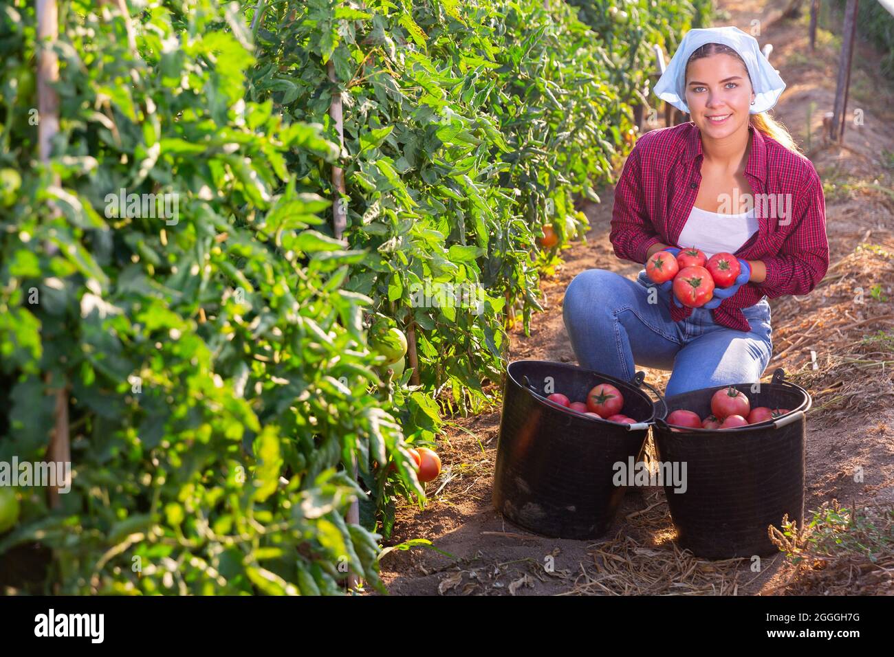 Tomato picker hi-res stock photography and images - Alamy