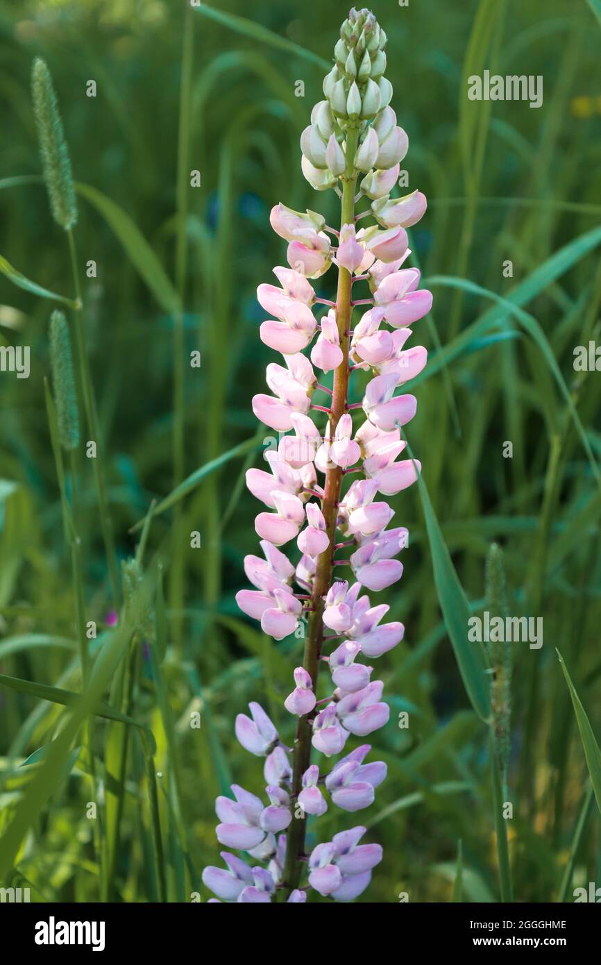 Pink lupin flower in grass Stock Photo - Alamy