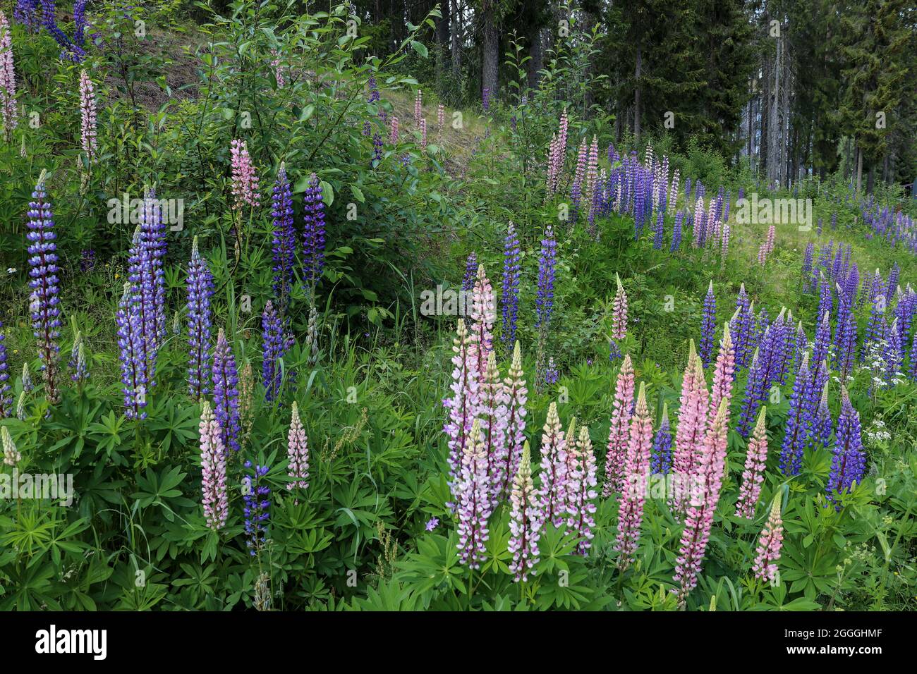 Lupin flowers in different colors Stock Photo - Alamy