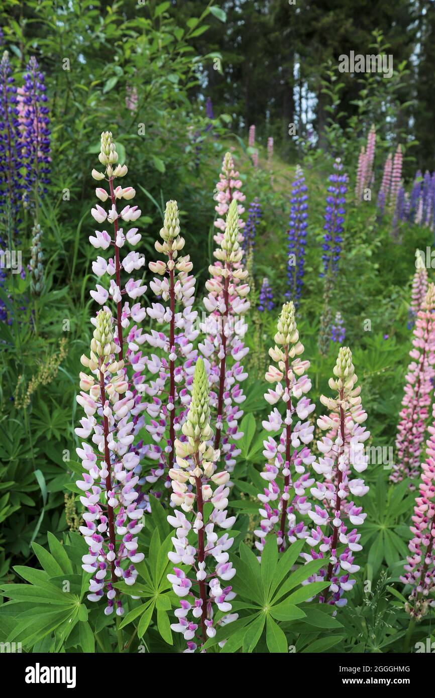 Lupin flowers in different colors Stock Photo - Alamy