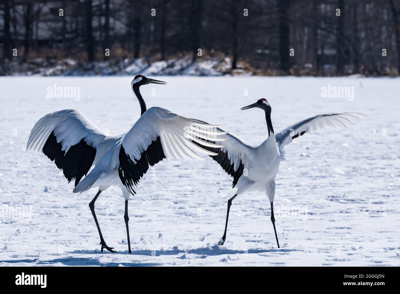 Wild life of crane hi-res stock photography and images - Alamy