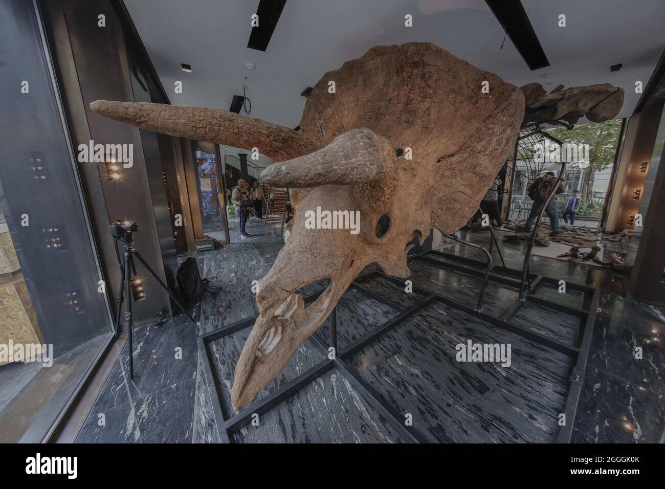 Big john triceratops hi-res stock photography and images - Alamy