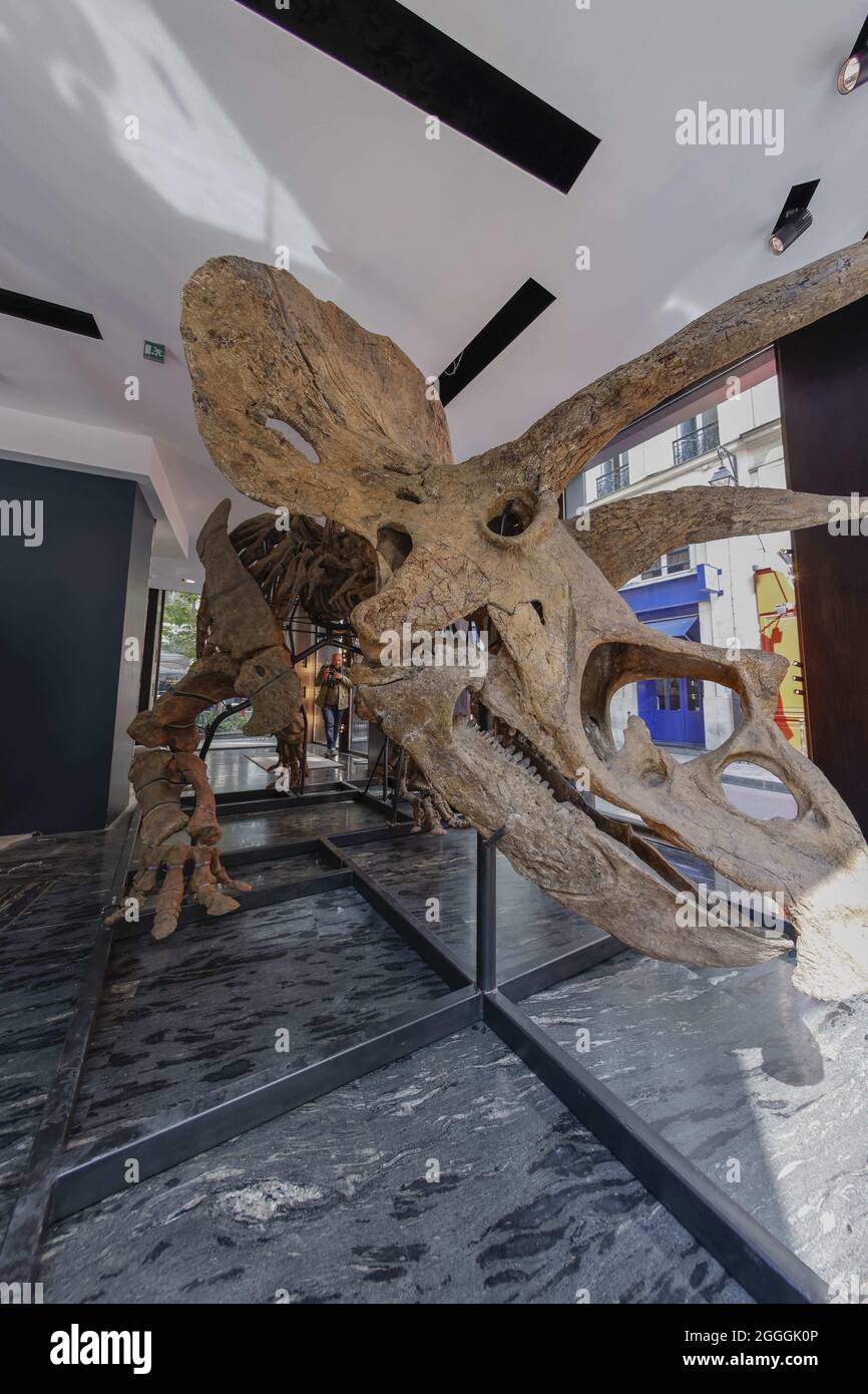 Big john triceratops hi-res stock photography and images - Alamy