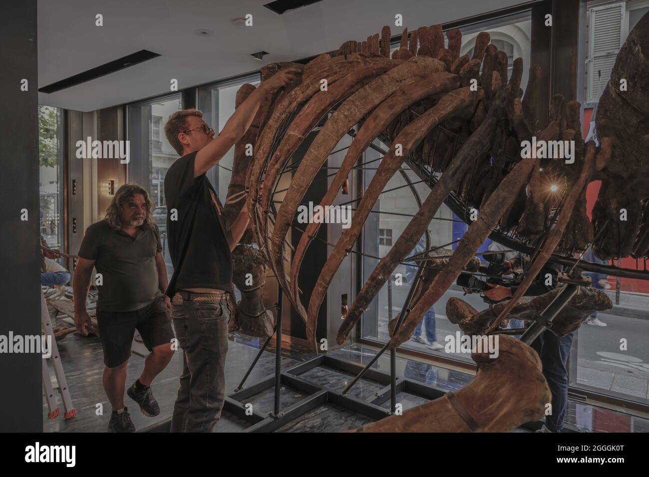Big john triceratops hi-res stock photography and images - Alamy
