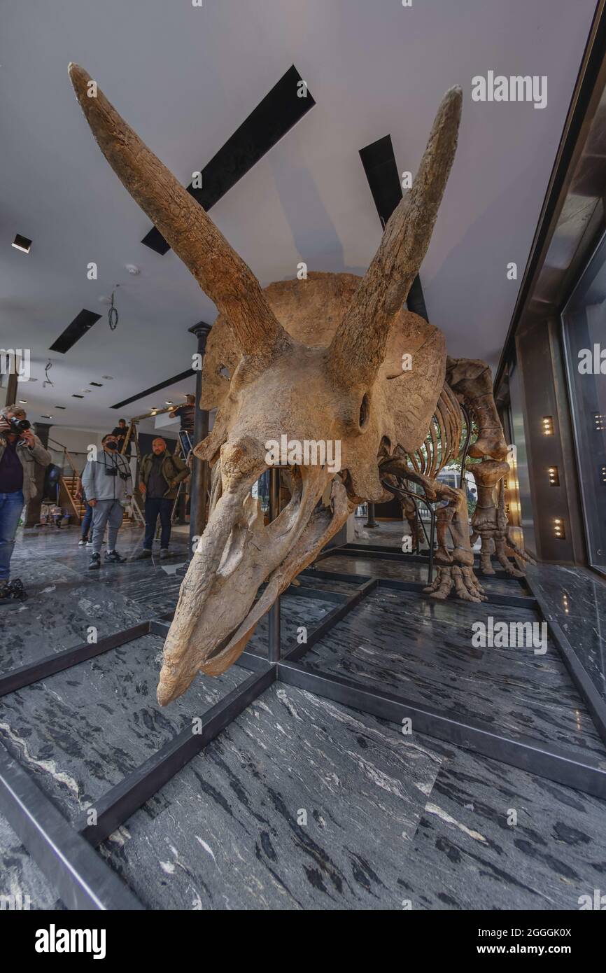 Big john triceratops hi-res stock photography and images - Alamy