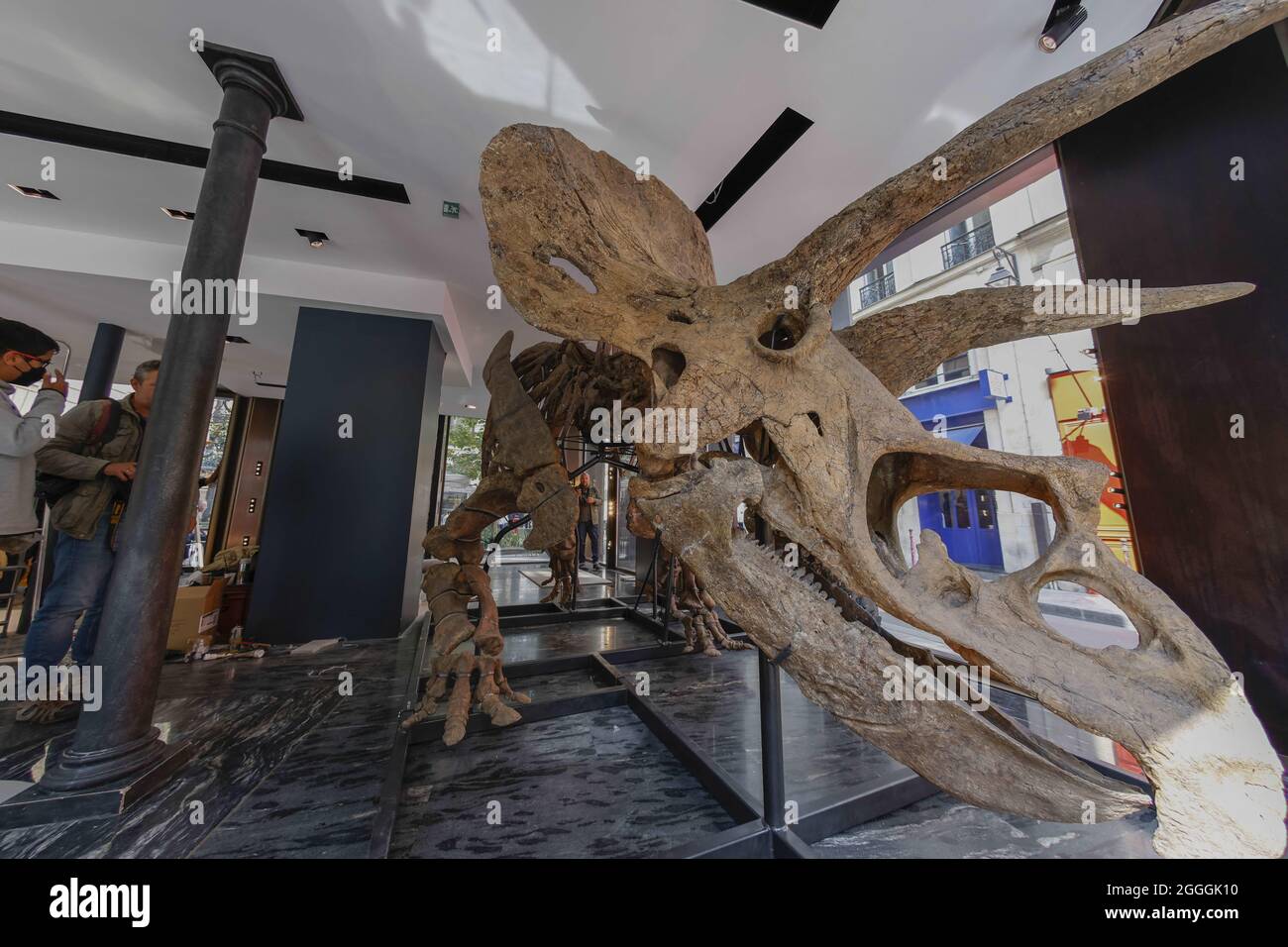 Big john triceratops hi-res stock photography and images - Alamy