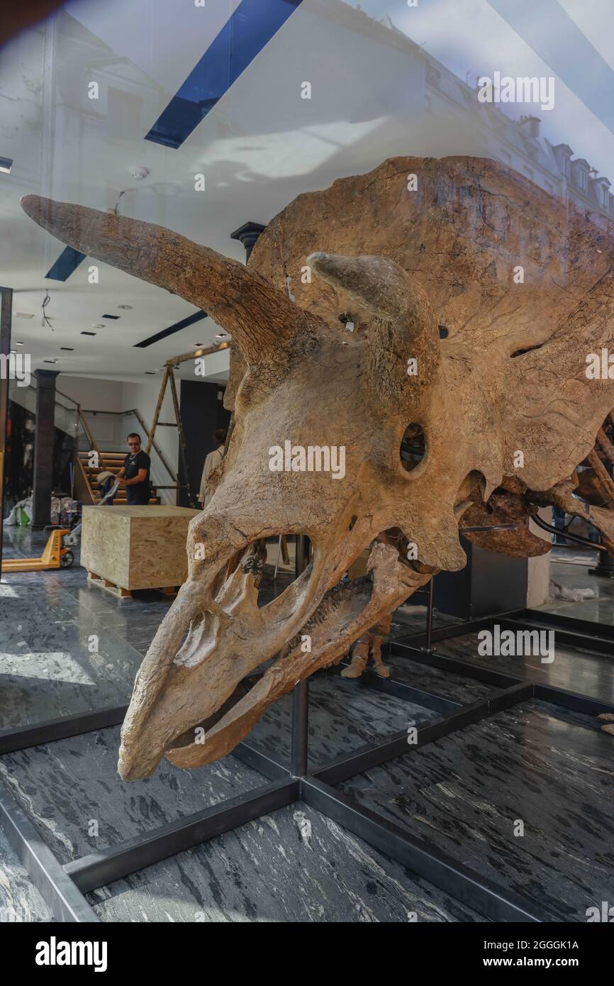 Big john triceratops hi-res stock photography and images - Alamy