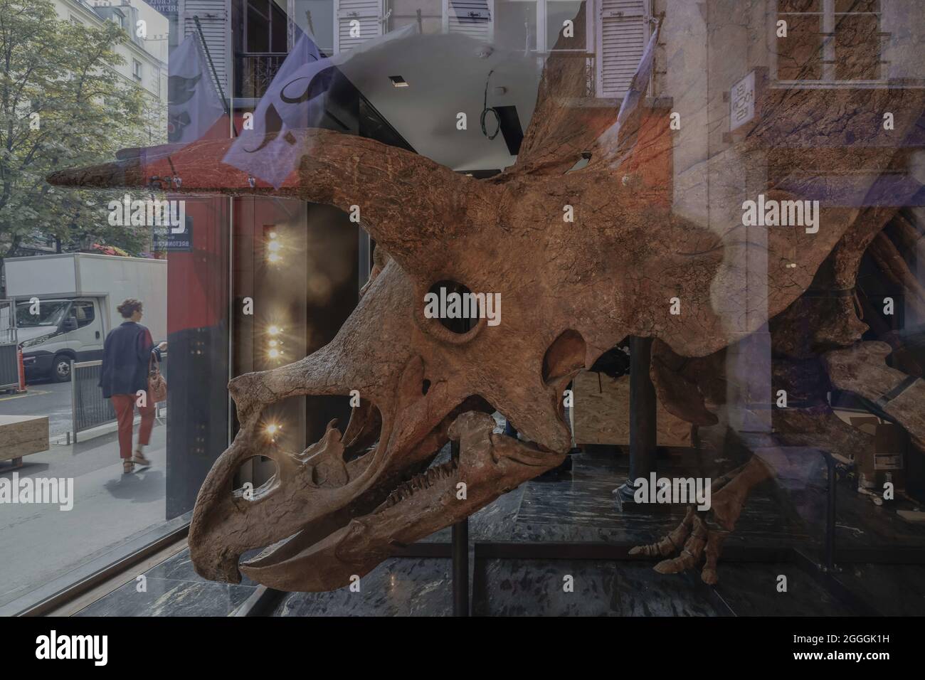 Big john triceratops hi-res stock photography and images - Alamy
