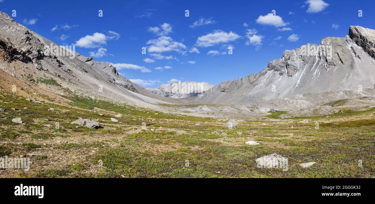 Green Alpine Meadow Wildflowers Sawback Range Mountain Peaks Badger ...