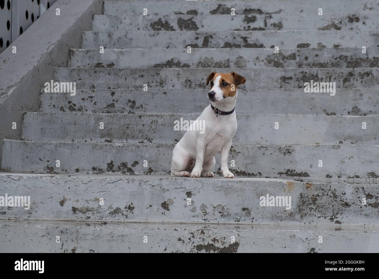 Sad frightened lost dog jack russell terrier sitting on the stairs ...