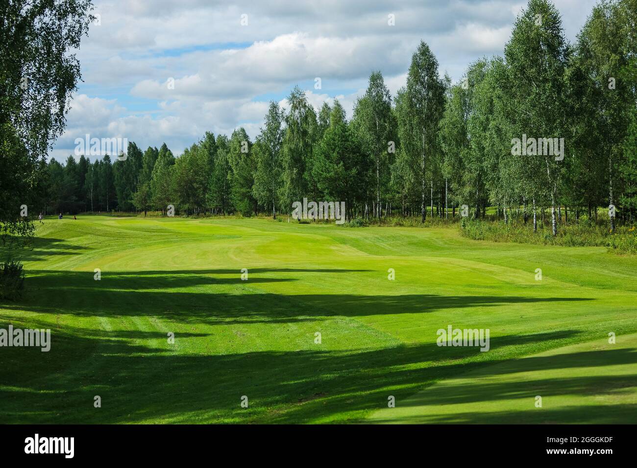 Golf course, landscape, green grass on the background of the forest and ...