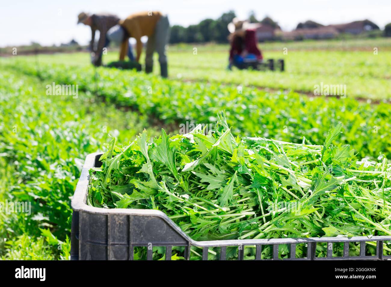 Freshly picked arugula in box on field Stock Photo - Alamy