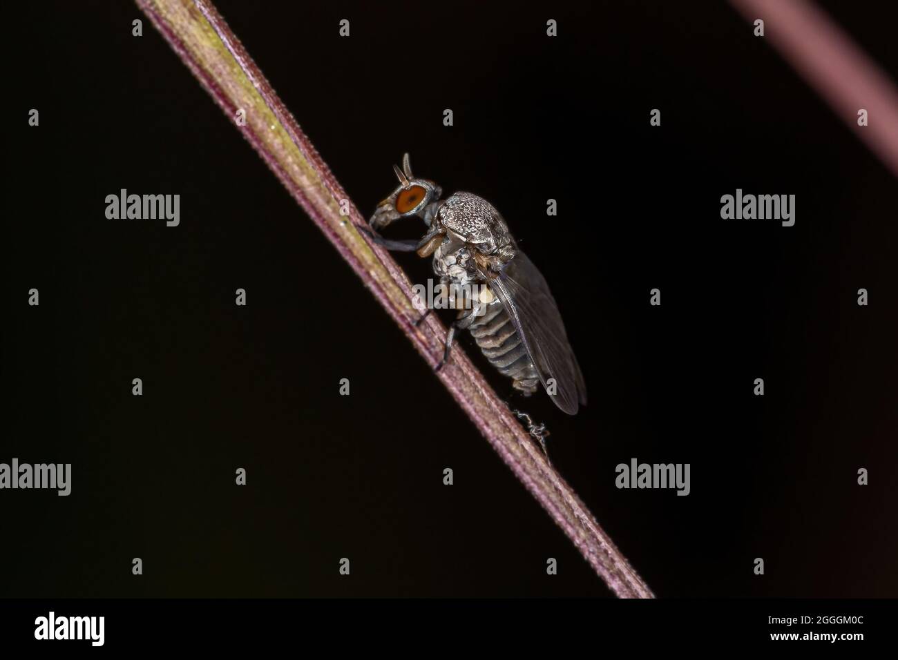 Adult Female Black Fly of the Family Simuliidae Stock Photo - Alamy